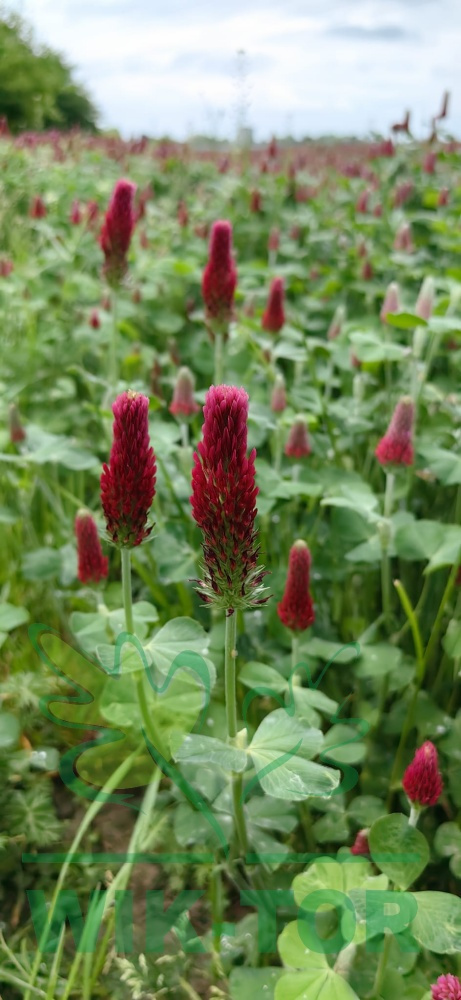 Koniczyna inkarnatka C1 1kg - Ogrodniczy sklep internetowy WIK-TOR